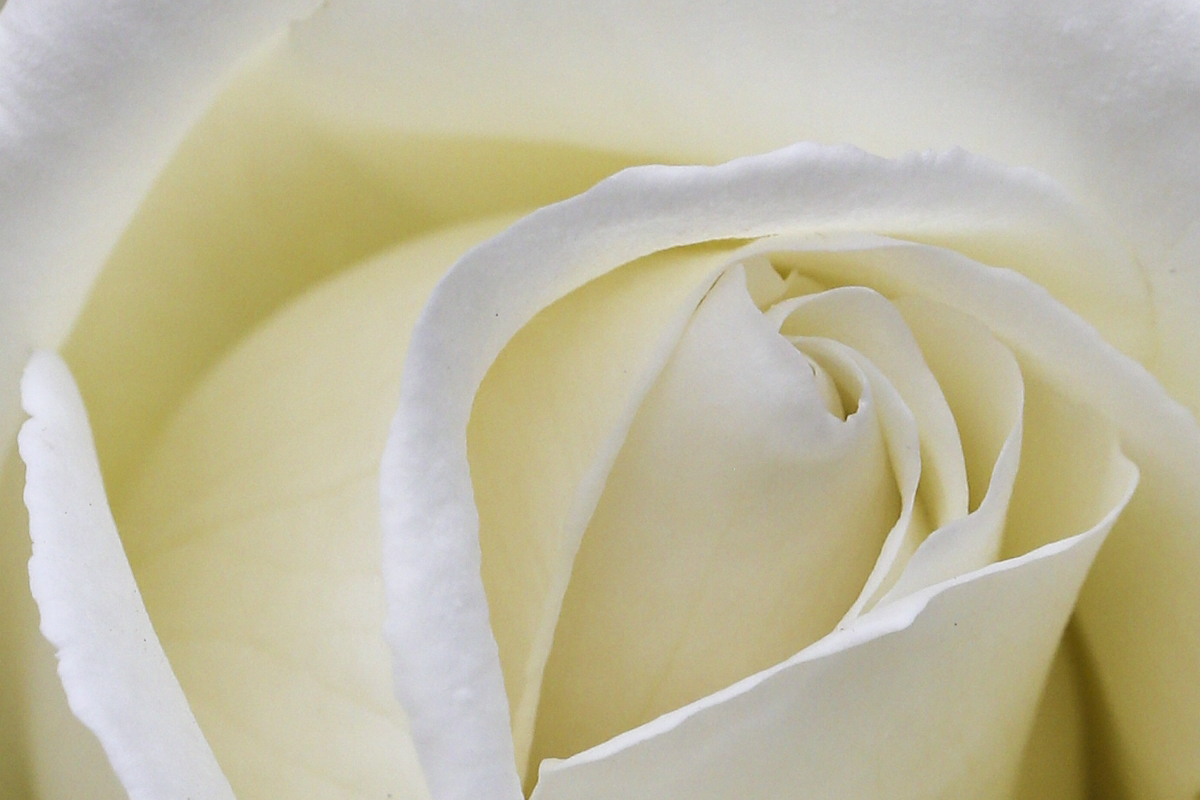 Macro Photography | Chris Rafferty Photography